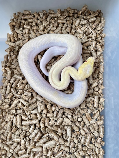 Blizzard Het Granite Pos Het Green Burmese Python by Grand pythons