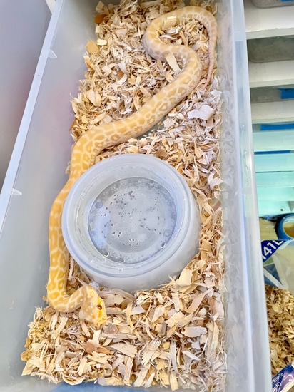 Pearl Het Granite Pos Het Green Burmese Python by Grand pythons