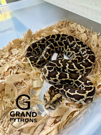 Normal Double Het Albino Granite Pos Het Green Burmese Python by Grand ...