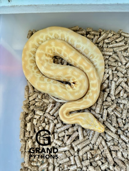 Pearl Het Granite Pos Het Green Burmese Python by Grand pythons