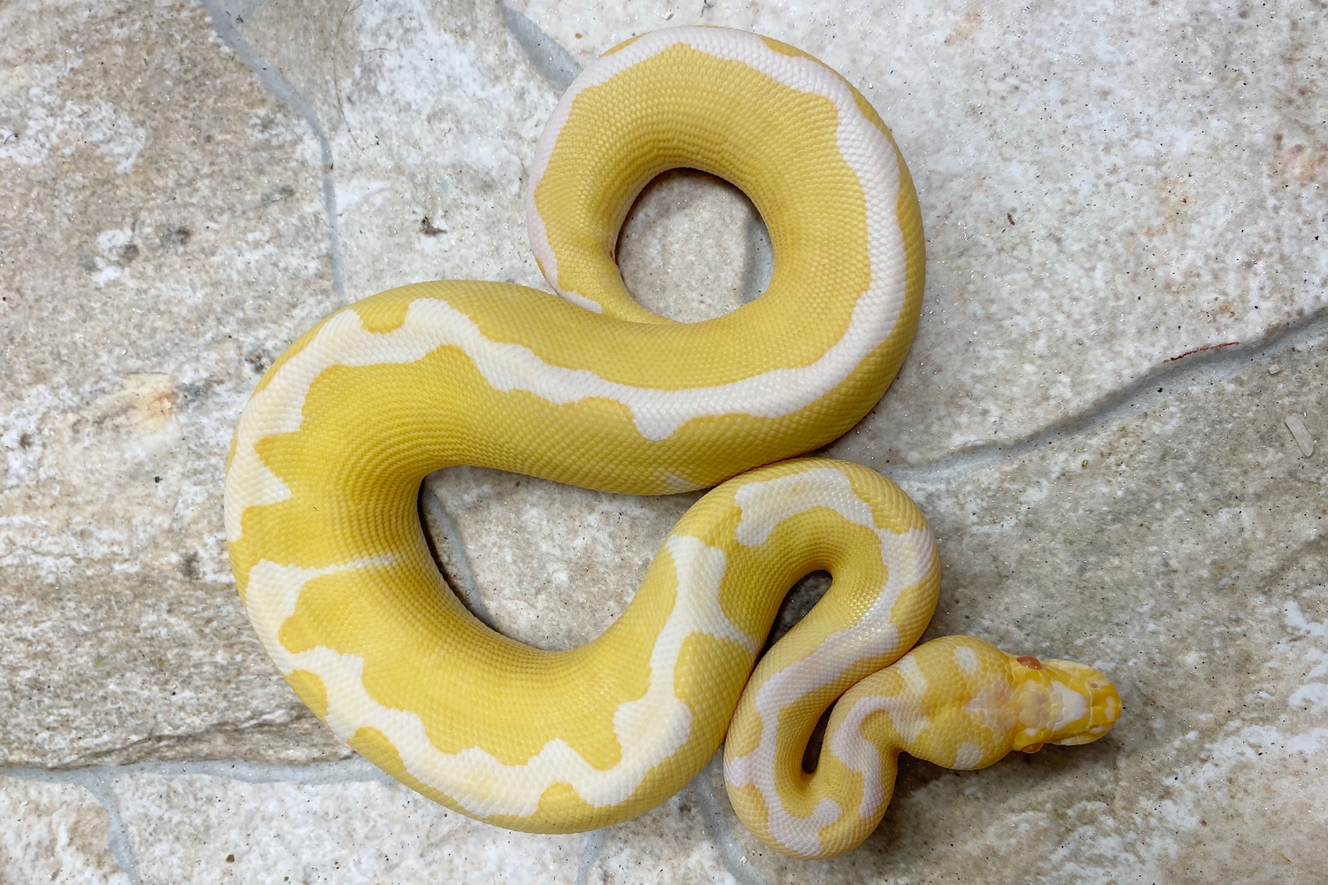 Albino + Clown + Blade Ball Python by Snakes del Bianco - MorphMarket