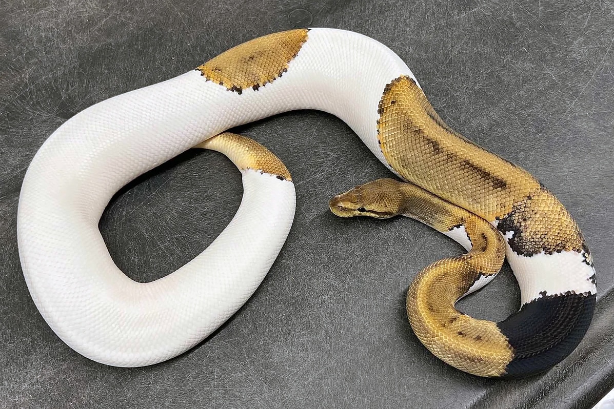 Paradox Piebald G-Stripe Ball Python by Snakes del Bianco - MorphMarket