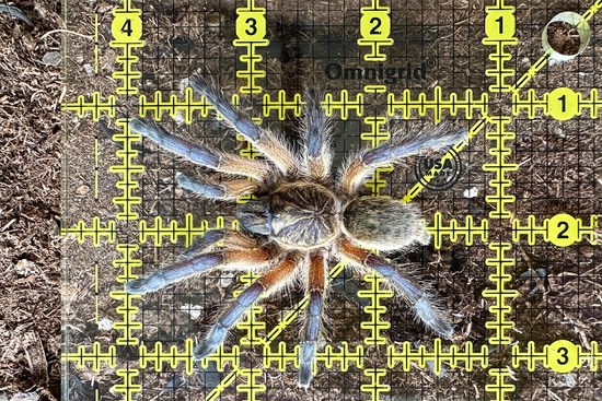 Harpactira Pulchripes (African Golden Blue Leg) Tarantula by Serpenti ...