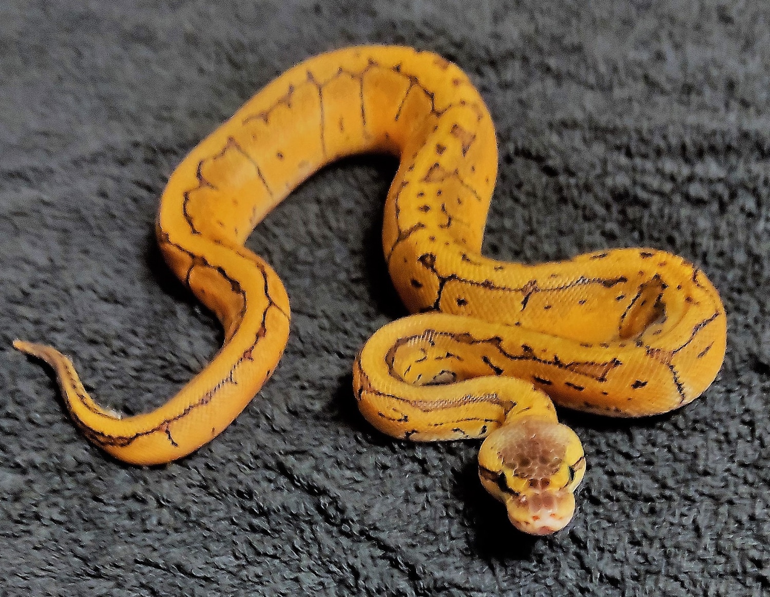 Léopard Lemon Blast 100% Het Pied Ball Python by Jcc-Python regius ...