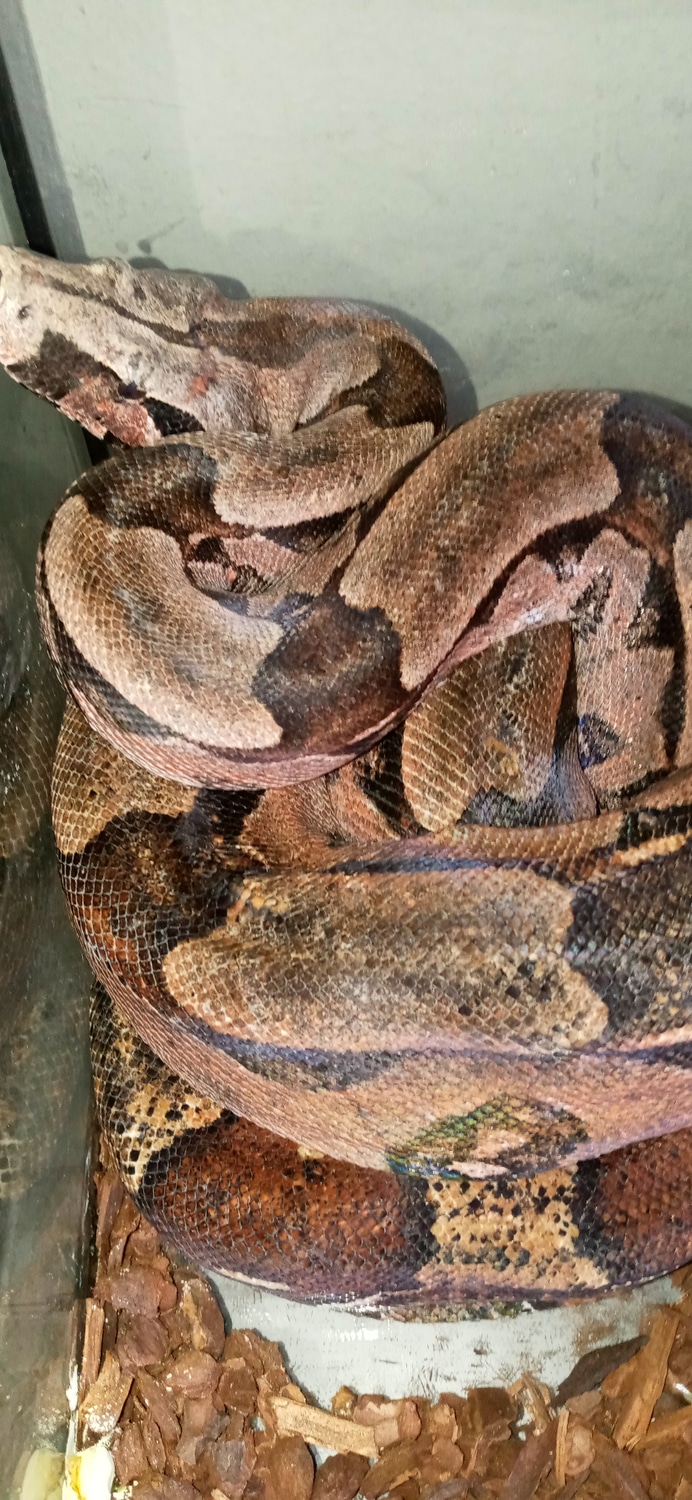 5 Ft Surinam Red Tail Boa Boa Constrictor by TTP Exotics - MorphMarket