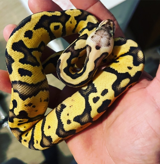 Firefly Het Clown Ball Python by Raised to Life Reptile's