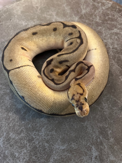 Fire Spider Clown Ball Python by Raised to Life Reptile's