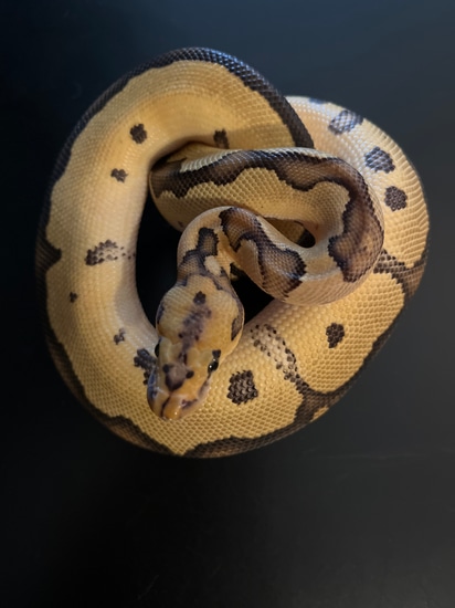 Leopard Fire Clown Ball Python by Raised to Life Reptile's