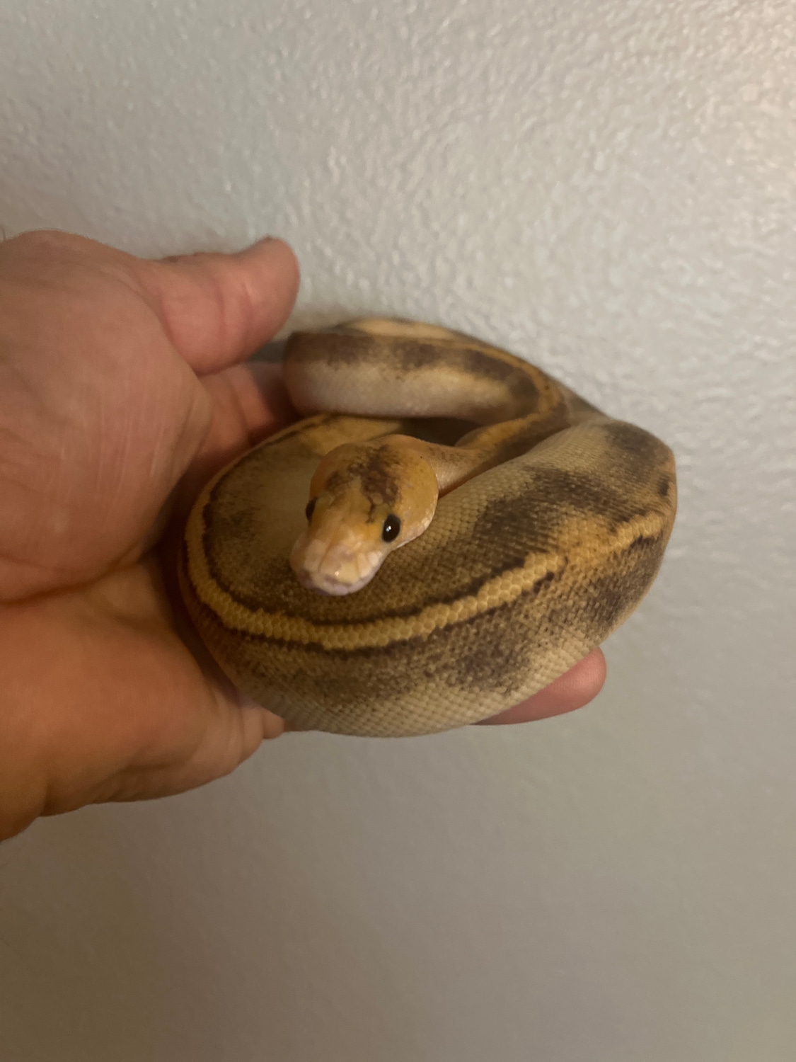 Leopard Fire Champagne Het Clown Ball Python by Raised to Life Reptile ...