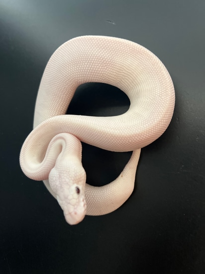 2023 BEL Ball Python by Raised to Life Reptile's