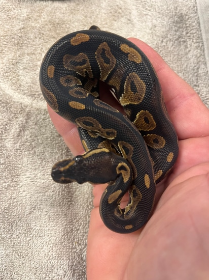 23 Super Black Head YB Ball Python by Raised to Life Reptile's