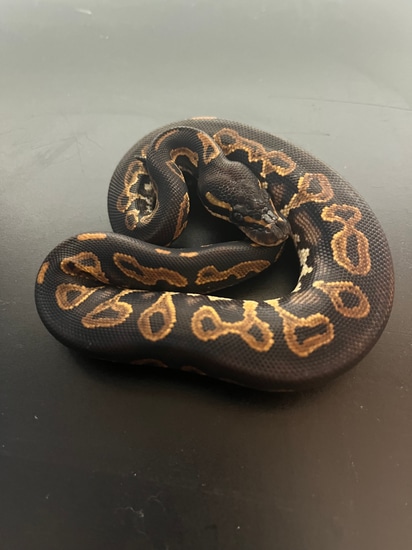 Bh Hra Yb Ball Python by Raised to Life Reptile's