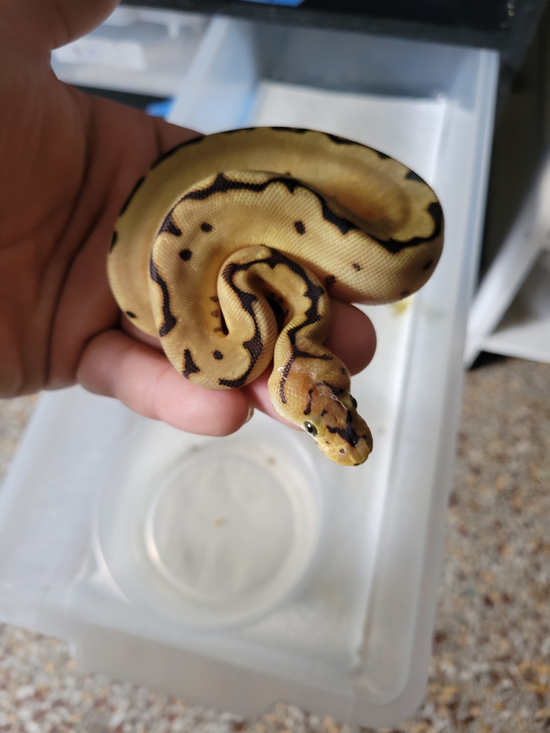 Spider Enchi Blade Clown Ball Python by CM | Reptiles - MorphMarket