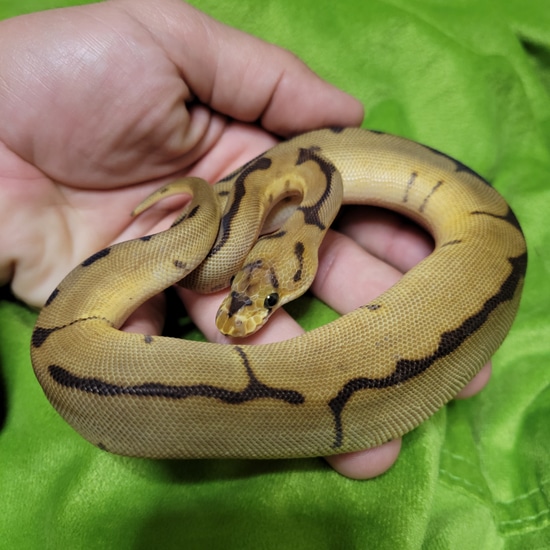 Spider Clown Pos. Enchi Pos. Blade Pos. Super Blade Ball Python by CM ...