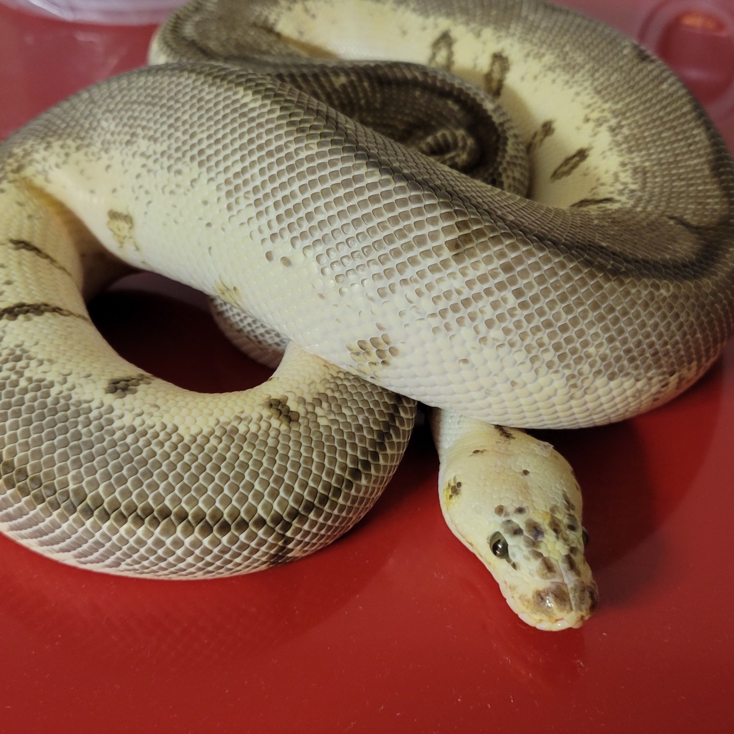 Bumblebee Clown Ball Python by CM | Reptiles - MorphMarket