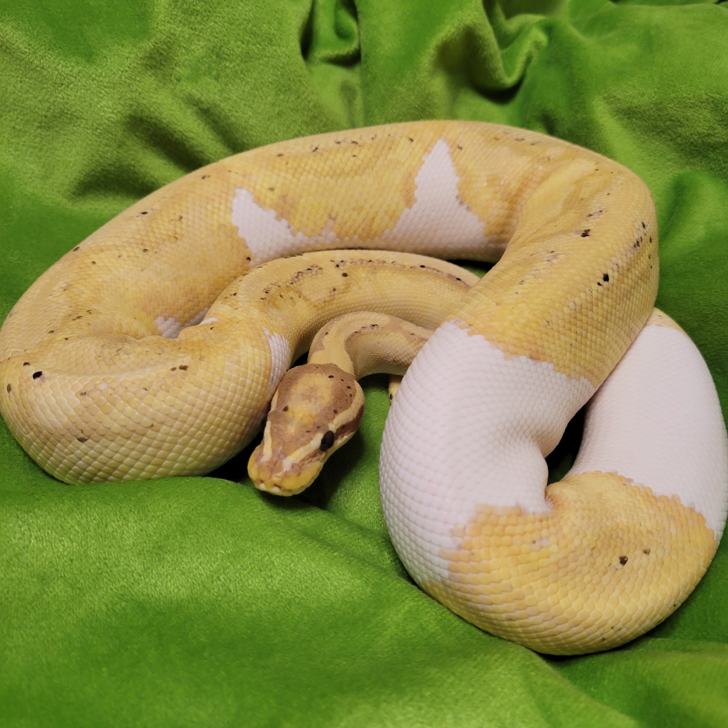 Banana Pied Ball Python by CM | Reptiles - MorphMarket