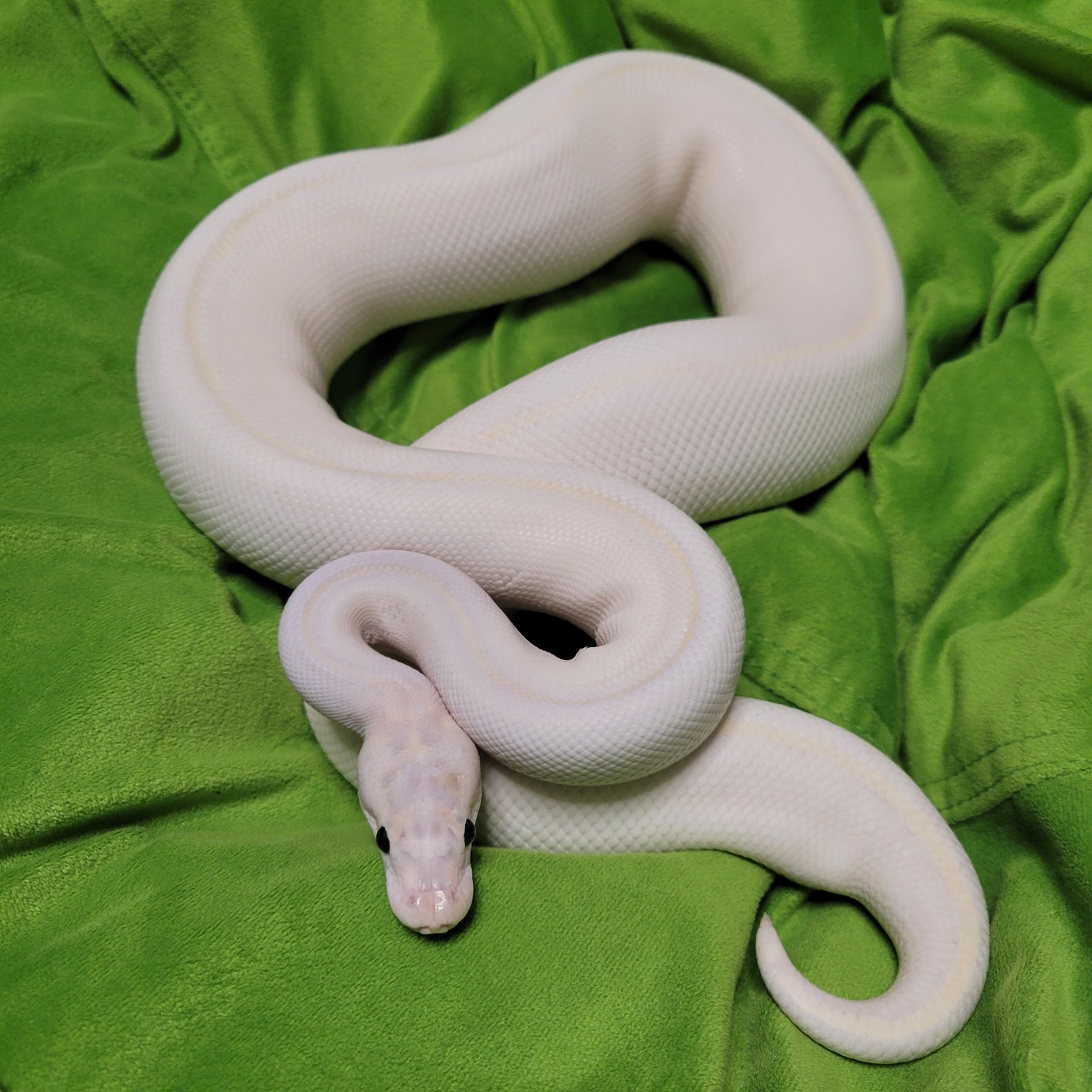 Ivory Ball Python by CM | Reptiles - MorphMarket