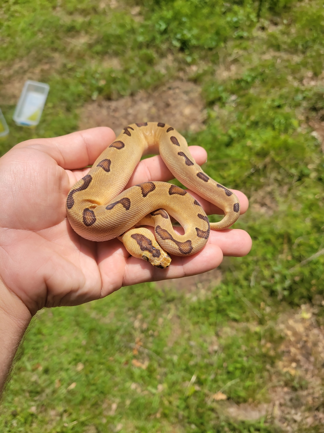 Super Enchi Blade Clown Ball Python by CM | Reptiles - MorphMarket