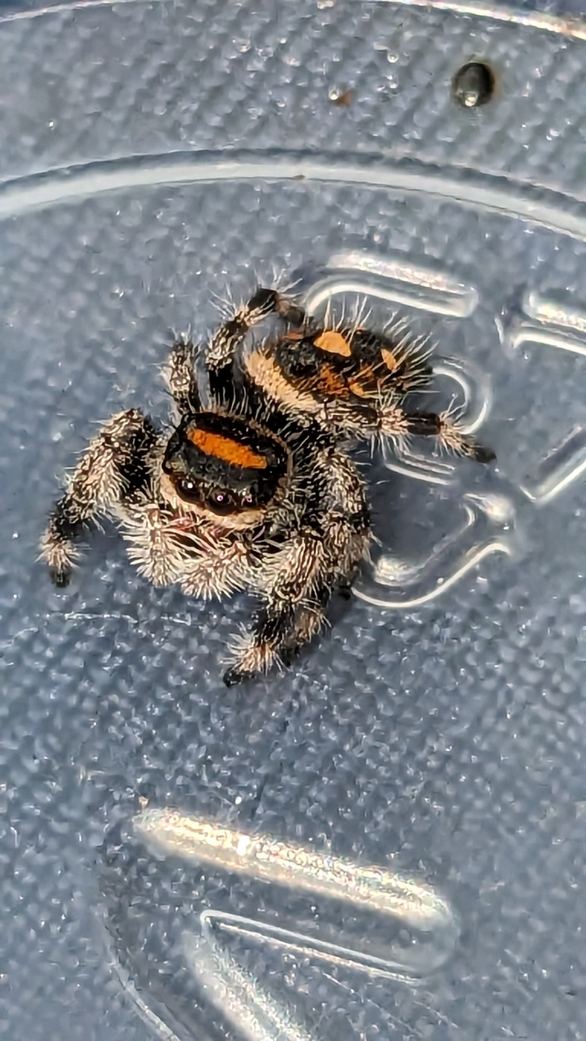 Phidippus Regius True Spider by Carl's jumping spiders - MorphMarket