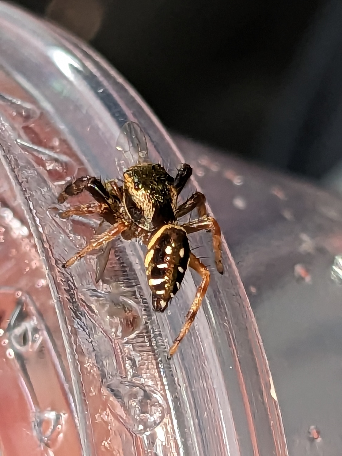 Paraphidippus Aurantius True Spider by Carl's jumping spiders - MorphMarket