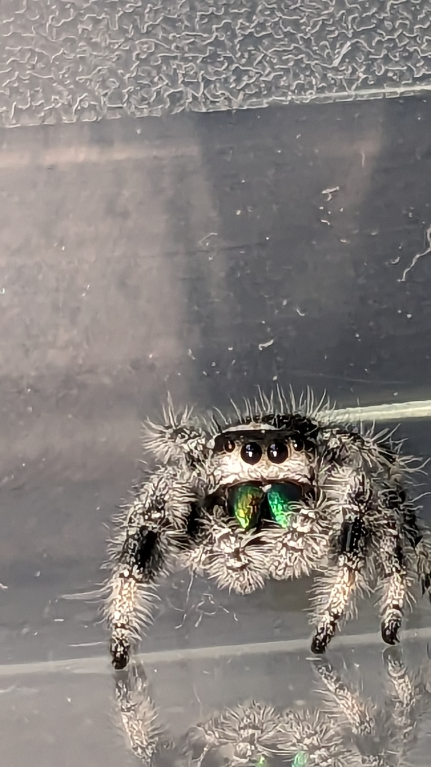 White Recessive Regal True Spider by Carl's jumping spiders - MorphMarket