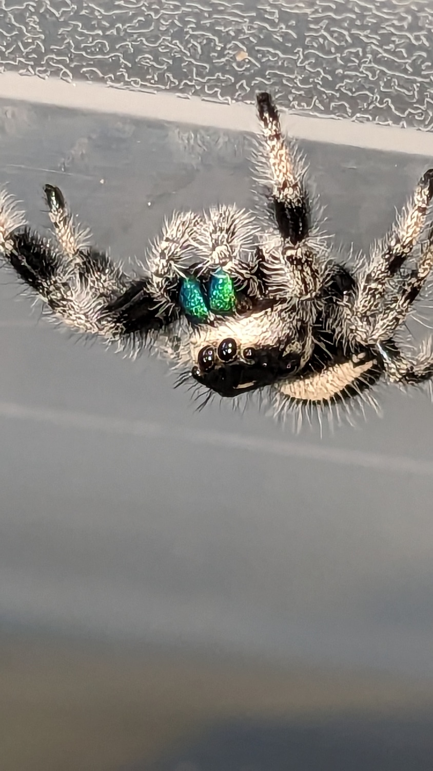 White Recessive True Spider by Carl's jumping spiders - MorphMarket