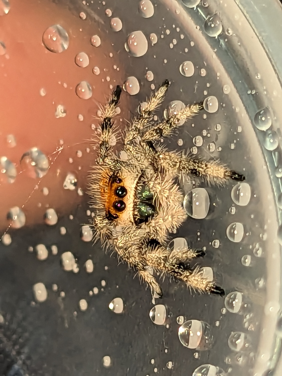 Phidippus Regius True Spider by Carl's jumping spiders - MorphMarket
