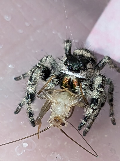 Phidippus Otiosus/regal Hybrid Jumping Spider by Carl's jumping spiders