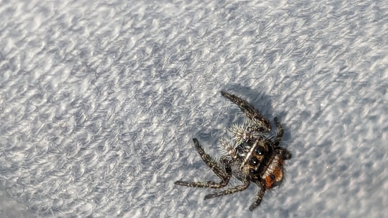 Phidippus Morpheus Jumping Spider by Carl's jumping spiders