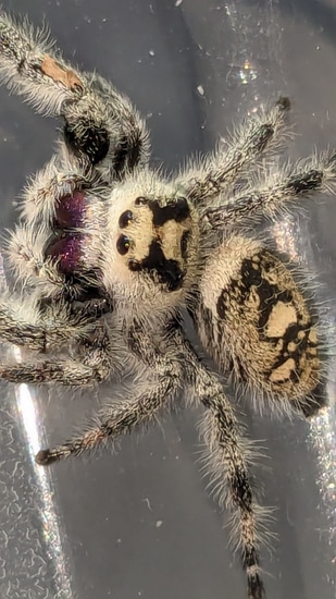 Light Peach Hybrid Regal Jumping Spider by Carl's jumping spiders