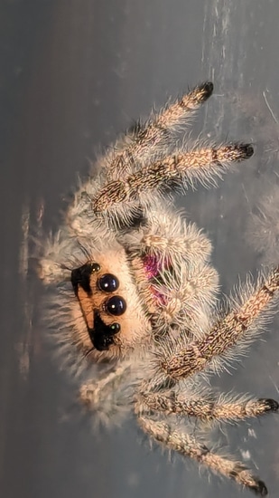 Peach Regal Jumping Spider by Carl's jumping spiders