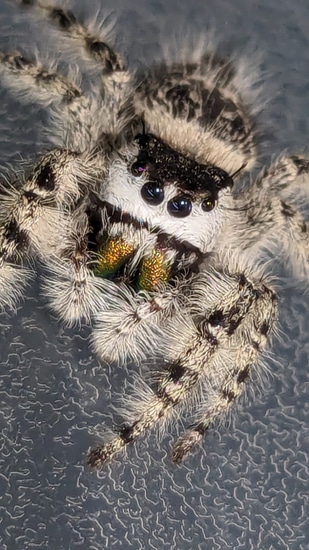 Otiosus Jumping Spider by Carl's jumping spiders