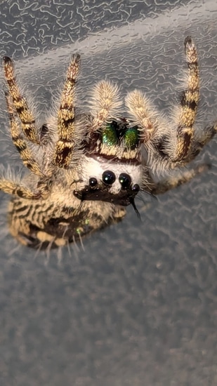 Northern Otiosus Jumping Spider by Carl's jumping spiders
