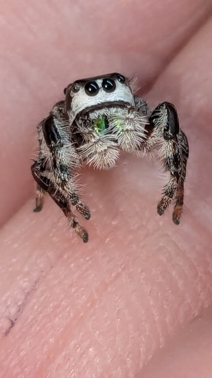 Northern Otiosus Jumping Spider by Carl's jumping spiders