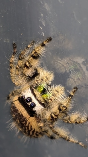 Northern Otiosus Jumping Spider by Carl's jumping spiders