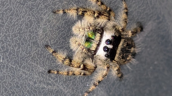 Northern Otiosus Jumping Spider by Carl's jumping spiders