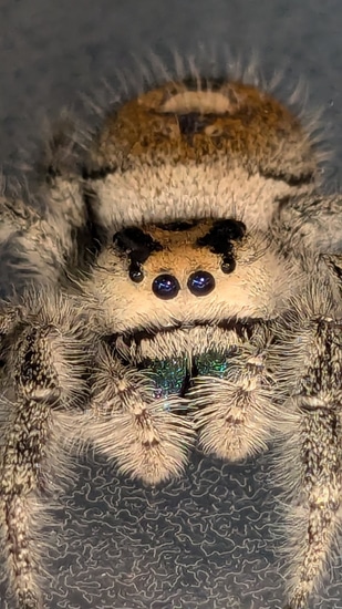 Peach Hybrid Jumping Spider by Carl's jumping spiders