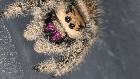 Peach Soroa Jumping Spider by Carl's jumping spiders