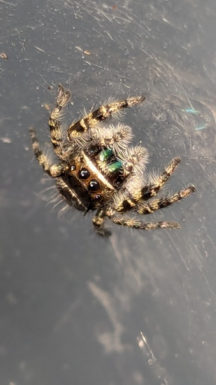 Northern Otiosus Jumping Spider by Carl's jumping spiders