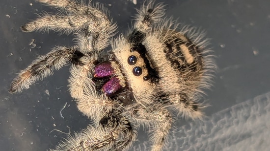 White Regal Jumping Spider by Carl's jumping spiders
