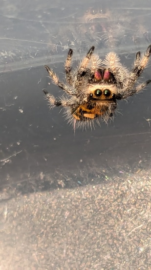 Fire Soroa Jumping Spider by Carl's jumping spiders