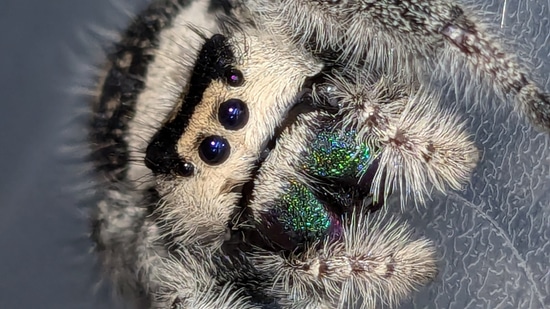 White Regal Jumping Spider by Carl's jumping spiders