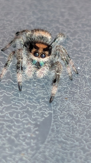 Light Peach Soroa Regal Jumping Spider by Carl's jumping spiders