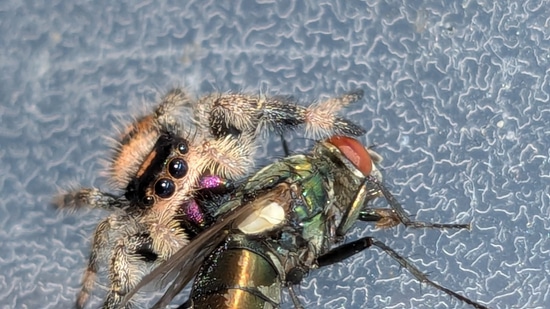 Peach And Orange Hybrid Regal Jumping Spider by Carl's jumping spiders