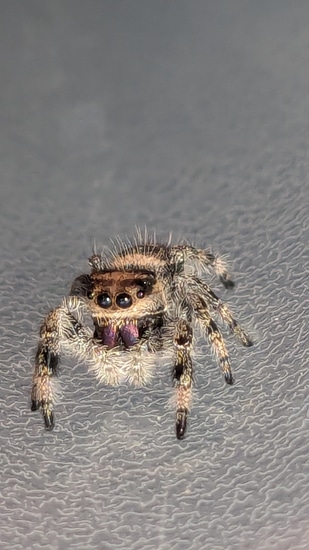 Light Peach Hybrid Regal Jumping Spider by Carl's jumping spiders