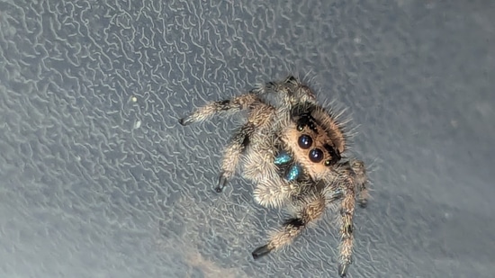 Super Peach Soroa Regal Variant Jumping Spider by Carl's jumping spiders