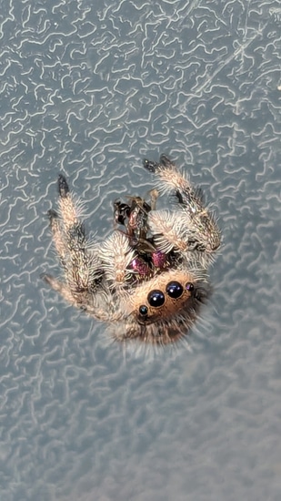 Super Peach Soroa Regal Variant Jumping Spider by Carl's jumping spiders