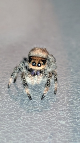 Super Peach Soroa Regal Variant Jumping Spider by Carl's jumping spiders
