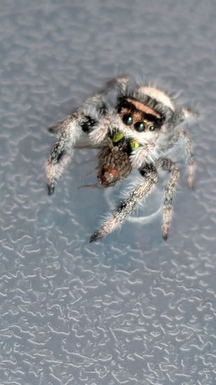 Super Peach Hybrid Regal Jumping Spider by Carl's jumping spiders