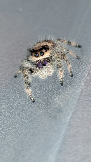 Super Peach Hybrid Regal Jumping Spider by Carl's jumping spiders
